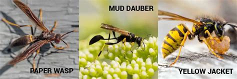 Differences Between Wasps Hornets And Yellow Jackets Active Pest Control