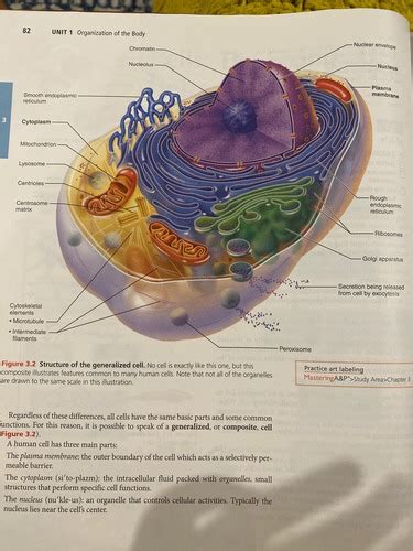 Aandp Module 3 Cells And Tissues Flashcards Quizlet