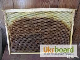 Продам пчелиную сушь, купити пчелиную сушь — Ukrboard.Kyiv