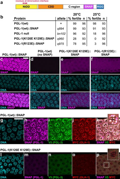 Ntdd Dimerization Is Critical For Fertility And P Granule Formation In