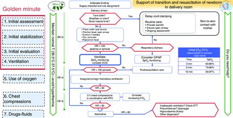 Algorithm For The Resuscitation Of Term Newborns Download Scientific