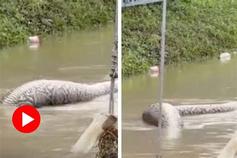 viral video video of python crawling in flood hit road of thailand