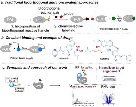 Schematic Illustration Of Protein Labeling Via Bioorthogonal Chemistry