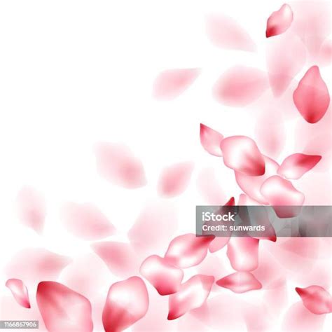 흰색 벡터 배경에 고립 된 분홍색 사쿠라 꽃 비행 꽃잎입니다 4월에 대한 스톡 벡터 아트 및 기타 이미지 4월 꽃 나무 꽃 식물 Istock