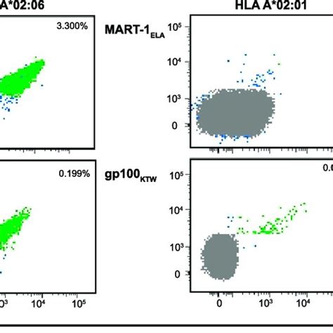 pmhc multimer staining of hla a 02 01 restricted t cell clones is