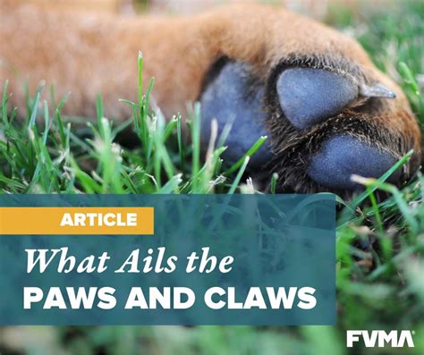 Florida Veterinary Medical Association On Linkedin Pododermatitis
