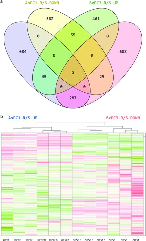 A Number Of Genes Differentially Expressed Between AsPC1 R Vs AsPC1 Download Scientific