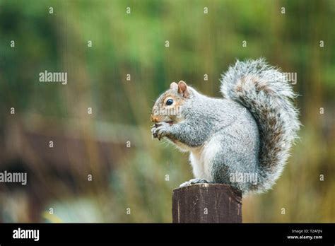 Hibernating Squirrel