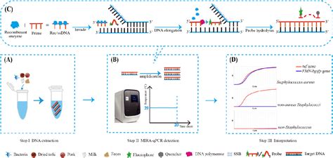 Figure 1 From Development And Evaluation Of Duplex Mira Qpcr Assay For Simultaneous Detection Of