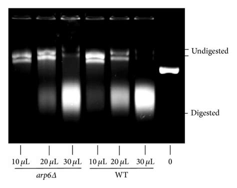 Arp6 Affects Stability But Not The Uptake Of T Dna A Fish Results