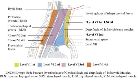 Lymph Node Metastasis In Suprasternal Space And Intra Infrahyoid Strap