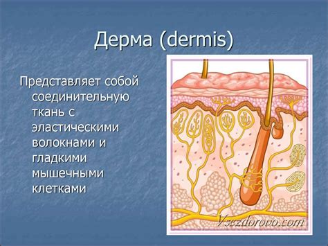 Кожа - презентация онлайн