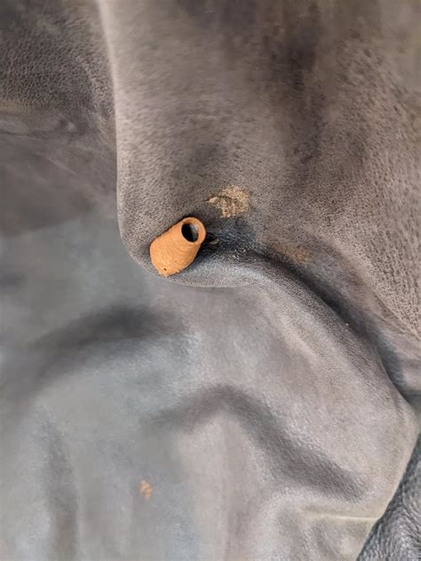 what s this bug shell cocoon r whatsthisbug