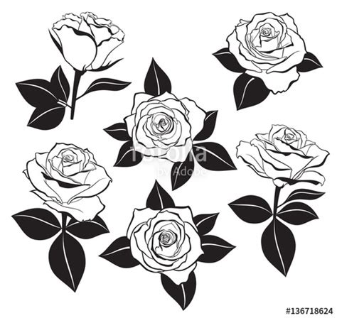 Rose Outline Vector At Collection Of Rose Outline