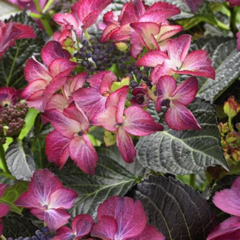 Purple Hydrangea Plants For Sale At Edna Weiss Blog