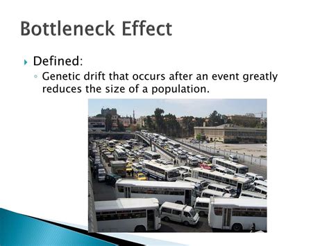 Bottleneck Effect Definition Example Video Lesson