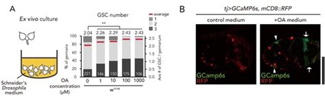 Figures And Data In Neuronal Octopamine Signaling Regulates Mating