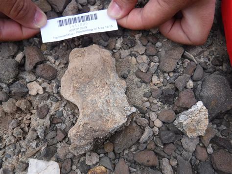 Age Newly Verified One Of Oldest Prehuman Fossils Leads To New Finds