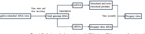 Figure 1 From Developments In Negative Strand Rna Virus Reverse Genetics Semantic Scholar