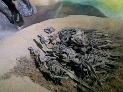 First Dinosaur Fossil