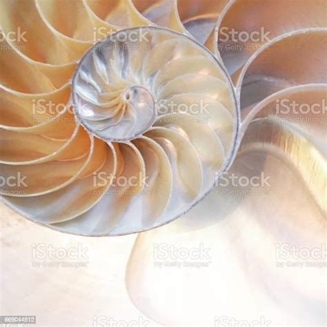 Nautilus Shell Fibonacci Symmetry Cross Section Spiral Structure Growth Golden Ratio Seashell ...