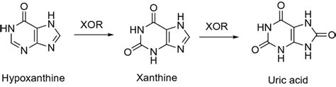 Oxidation Of Hypoxanthine To Xanthine And Uric Acid By Xor Download Scientific Diagram
