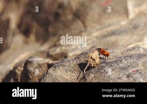 Nymph Of Firebug Bears Dry Flower Firebug Pyrrhocoris Apterus Is