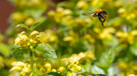 Victoria Thomas Is Fundraising For Bumblebee Conservation Trust