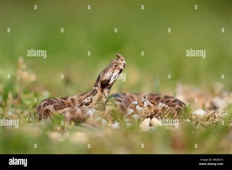 Green Nose Horned Viper