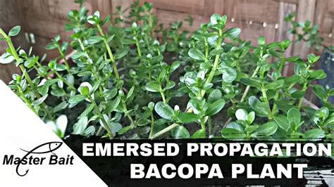 Aquatic Plants Bacopa Emersed Propagation Youtube
