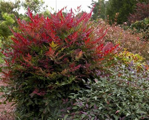 5 Fail Proof Plant Combinations For A Gorgeous Front Yard Artofit