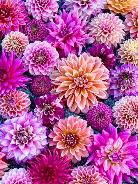 Dahlia Flower Meaning History Symbolism And Care Tips