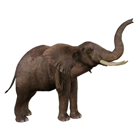 Gajah Margasatwa Mamalia Foto Gratis Di Pixabay