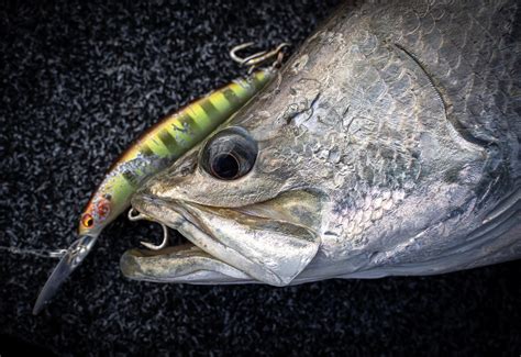 Saltwater Barra Open Season Daiwa Australia