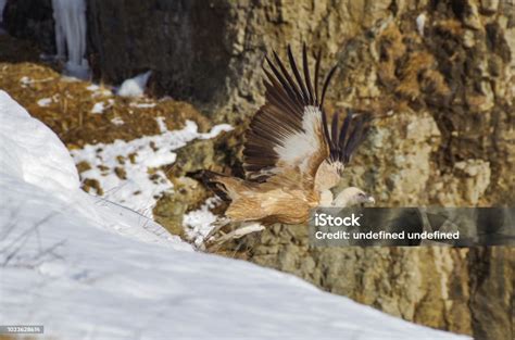 산에서 Crags에서 비행에 길고 넓은 날개를 가진 큰 새의 먹이 그리 폰 독수리 자연 그리고 여행입니다 러시아 북쪽 코 카 서 스 다게스탄 공화국 겨울에 대한 스톡 사진