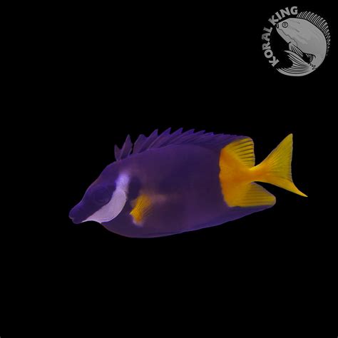 Bicolor Foxface Rabbitfish Koral King