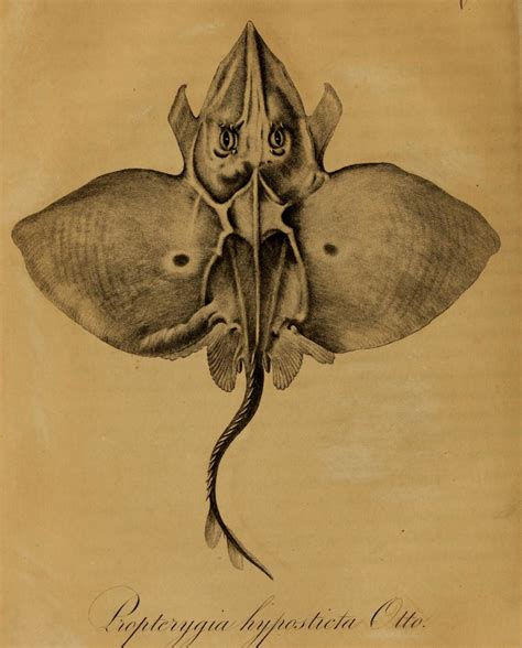 Dipturus Batis Shark References