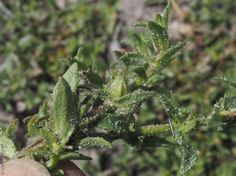 Gratiola Pubescens