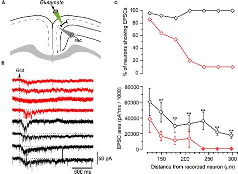 Frontiers Layer 2 3 Pyramidal Neurons Of The Mouse Granular Retrosplenial Cortex And Their