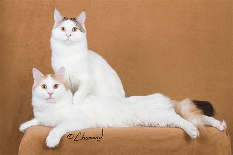 Turkish Van Cfa