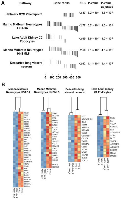 Ascl1 Is Involved In The Pathogenesis Of Schizophrenia By Regulation Of Genes Related To Cell