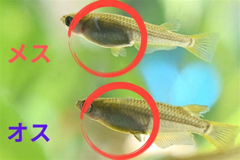 【写真付きで解説】メダカのオスとメスの簡単な見分け方 【写真付きで解説】メダカのオスとメスの簡単な見分け方