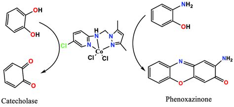 Scheme 2 Catalyzed Catecholase And Phenoxazinone Processes Download Scientific Diagram