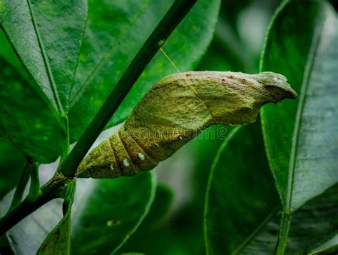 Perfectly Disguised As A Curled Leaf A Green Chrysalis Hangs From A