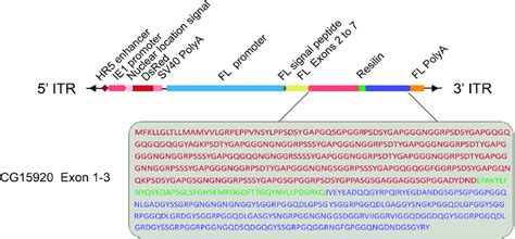 Schematic Representation Of Resilin Transgenic Vector 5itr And 3itr