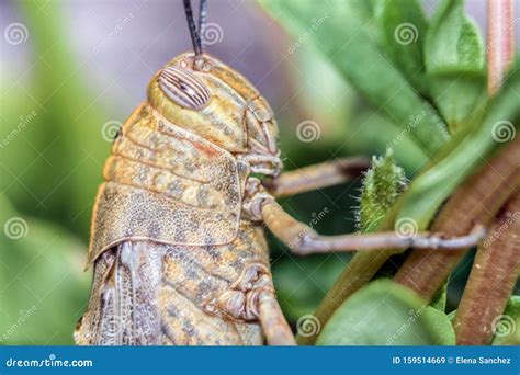 Grasshopper Stock Image Image Of Insect Macro Garden 159514669