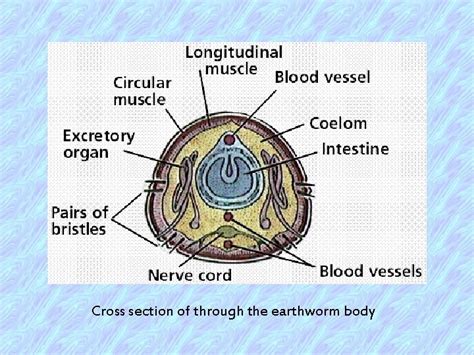 Body Symmetry Coelomate Symmetrical Acoelomate No Mesoderm Pseudocoelomate