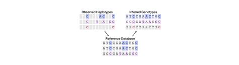 The Role Of Imputation In Forensic Genetic Genealogy