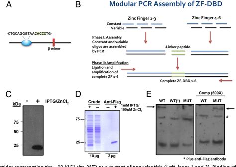 Figure 1 From Neutralizing The Function Of A β Globin Associated Cis