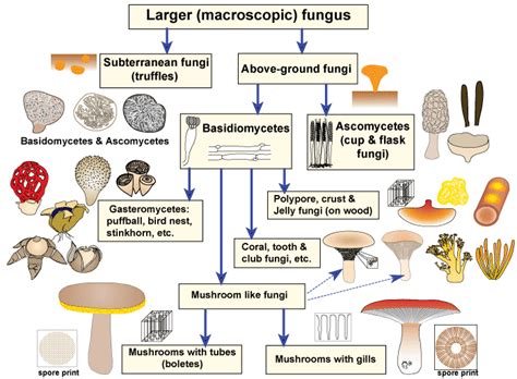 Mushroom Nutrition Definition Classification